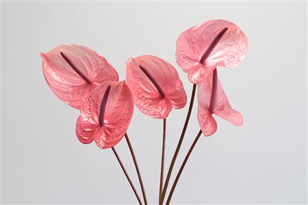 Hoek flowers store