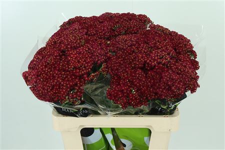 Hoek flowers store