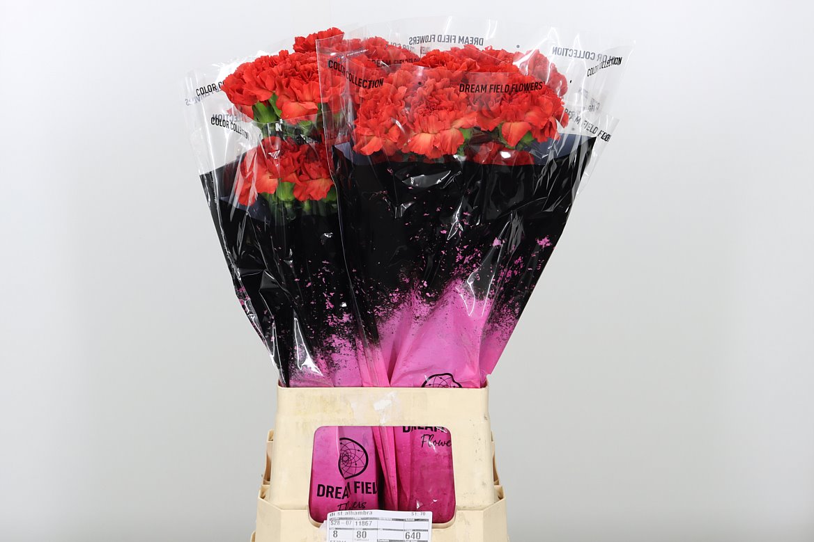 Carnations | Wholesale Flowers Online | Hoek flowers