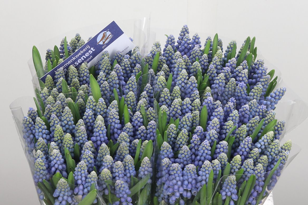 Hyacint & Muscari Flowers | Flower Wholesale Hoek flowers