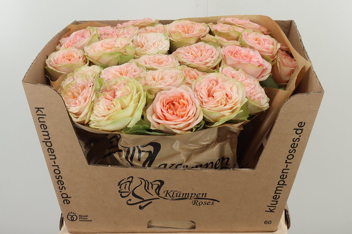 Garden Roses | Wholesale Roses UK | Hoek flowers Hoek flowers