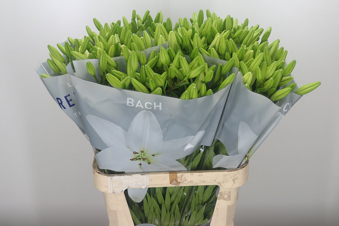 Lilies | Wholesale Flowers UK | Hoek flowers