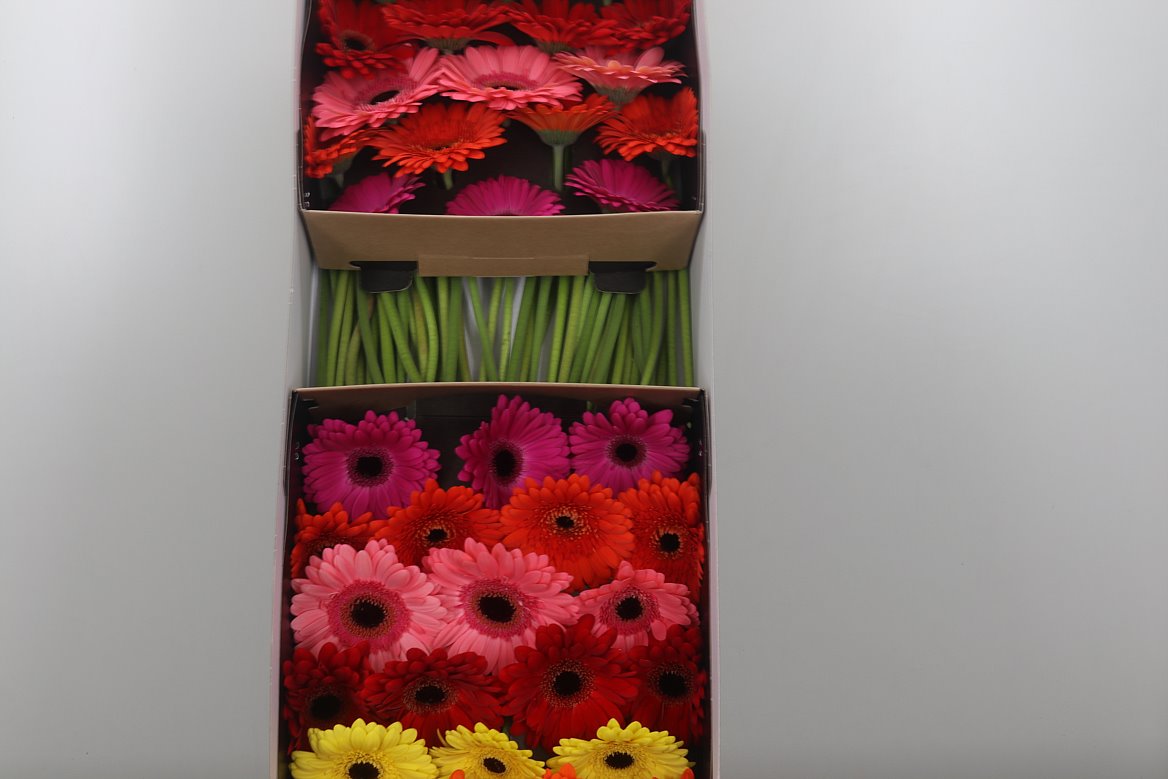Gerbera In Box | Wholesale Flowers UK | Hoek flowers