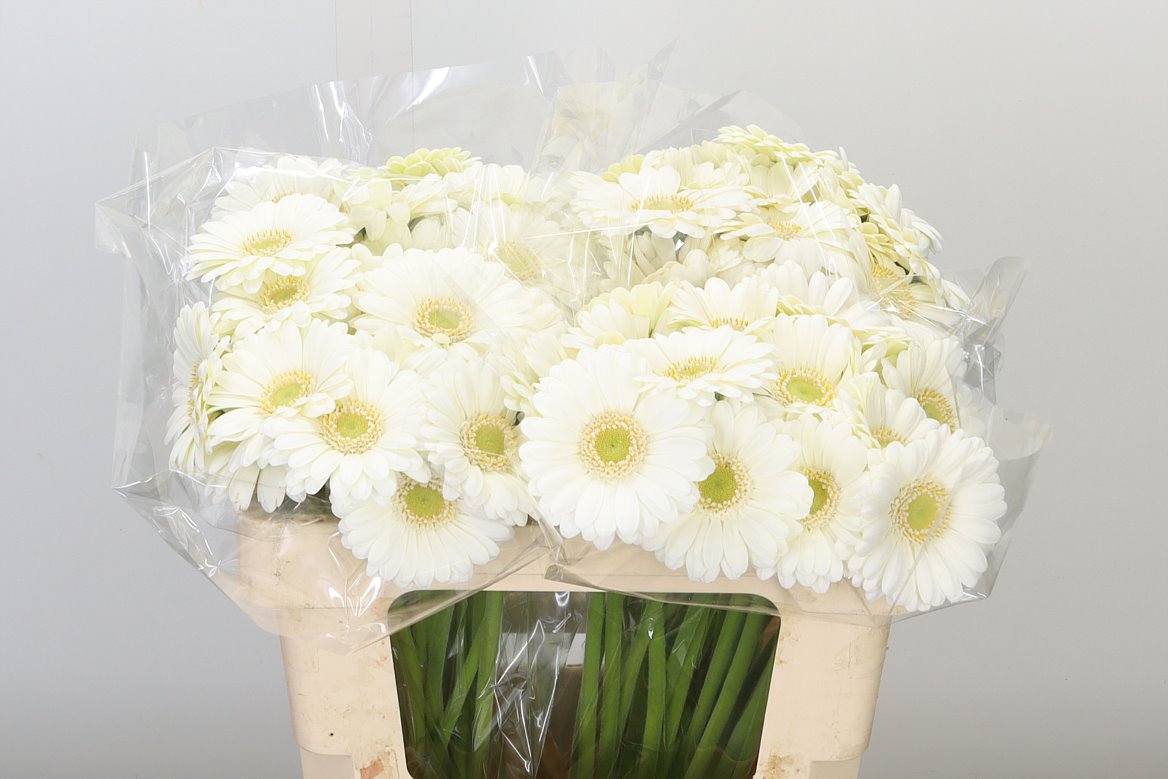 Germini Aqua | Wholesale Flowers UK | Hoek flowers