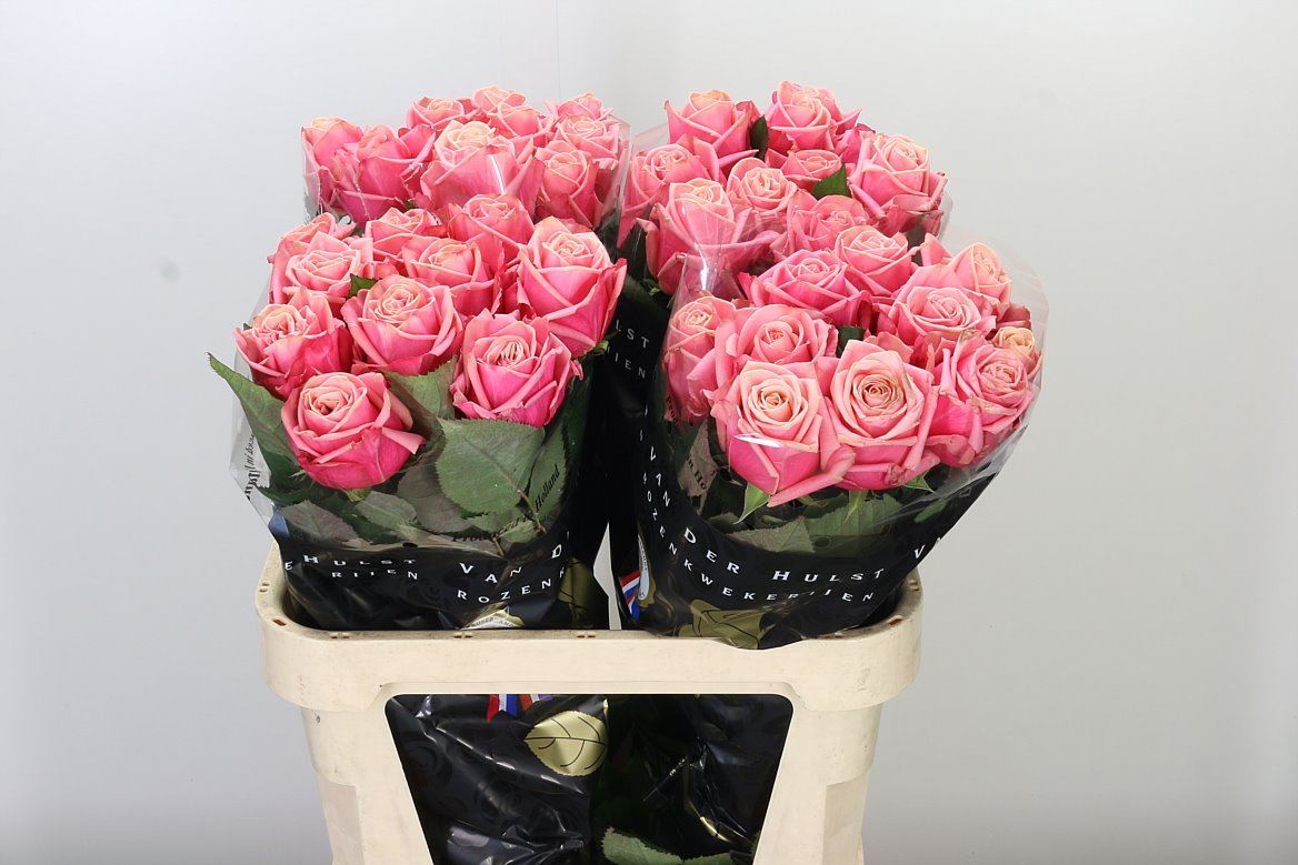 Wholesale Roses | Wholesale Flowers UK | Hoek flowers