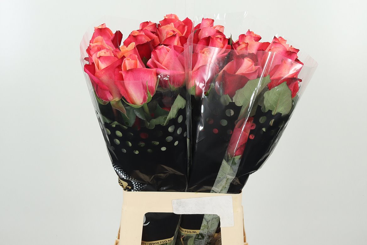 Wholesale Roses | Wholesale Flowers UK | Hoek flowers