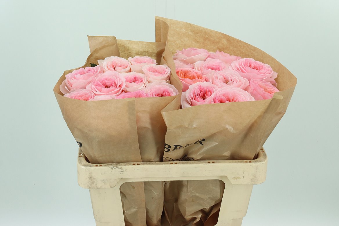 Garden Roses | Wholesale Roses UK | Hoek flowers Hoek flowers