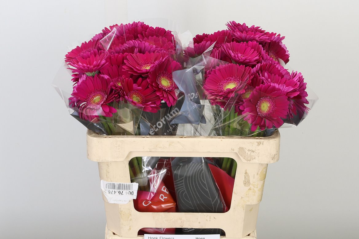 Germini Aqua | Wholesale Flowers UK | Hoek flowers