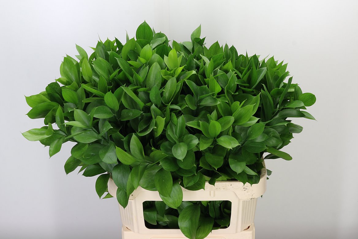 Greenery | Wholesale Flowers UK | Hoek flowers