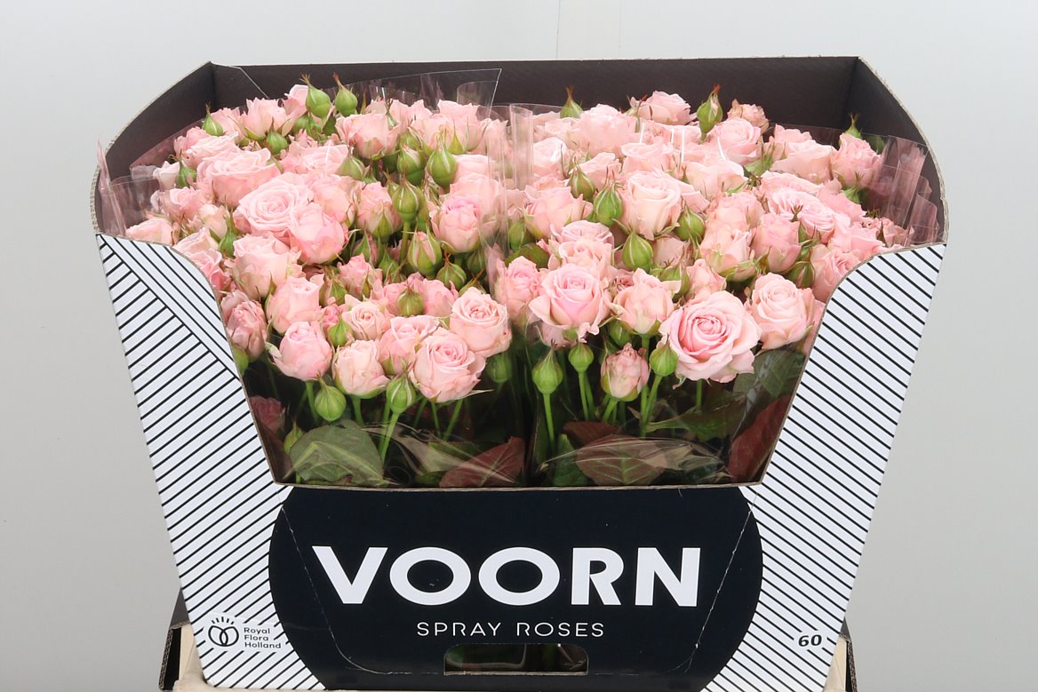 Spray Roses | Wholesale Flowers UK | Hoek flowers