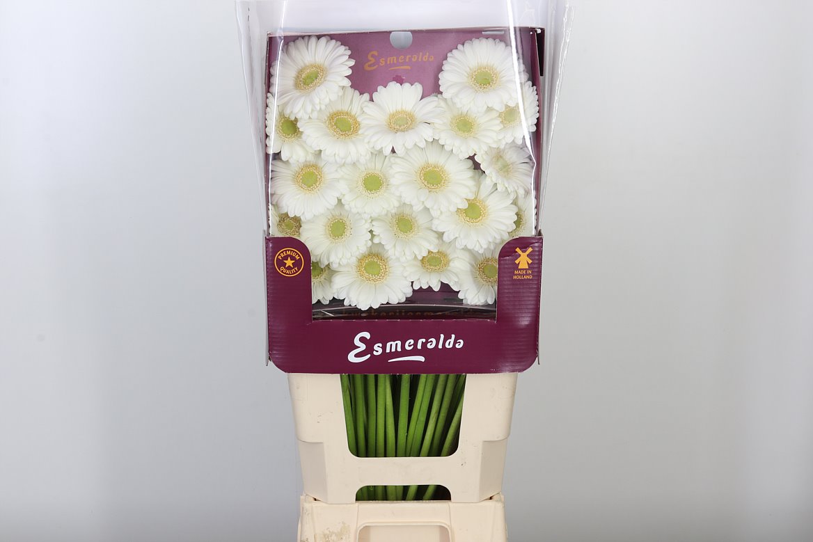 Gerbera Diamond | Wholesale Flowers UK | Hoek flowers