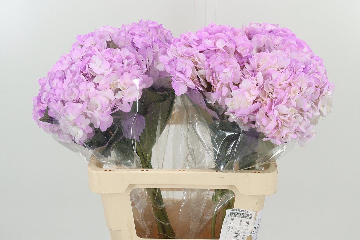 Hydrangea | Buy Wholesale Flowers | Hoek flowers